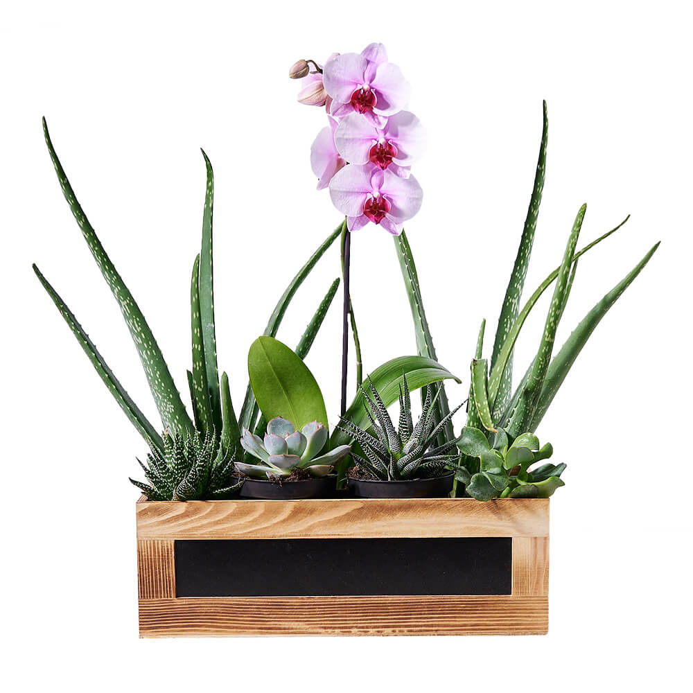 Succulent & Orchid Gift Arrangement – plant gift baskets – Toronto ...