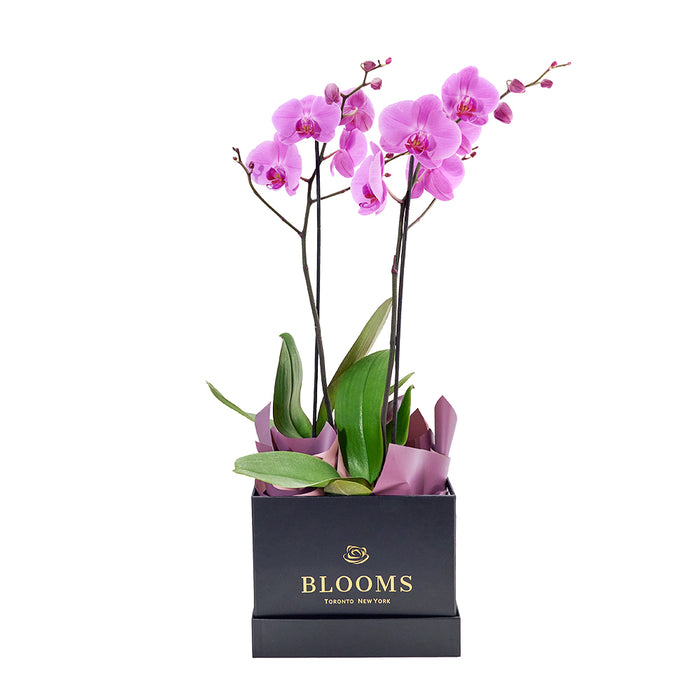 Flowers Delivered to Toronto - Toronto Blooms